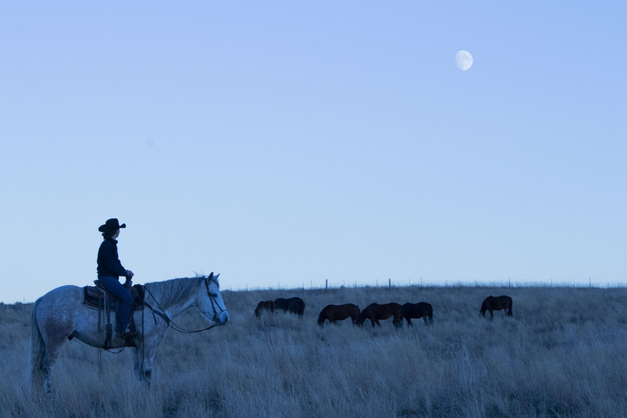 Best of the West Consignor Information – Best of the West Horses